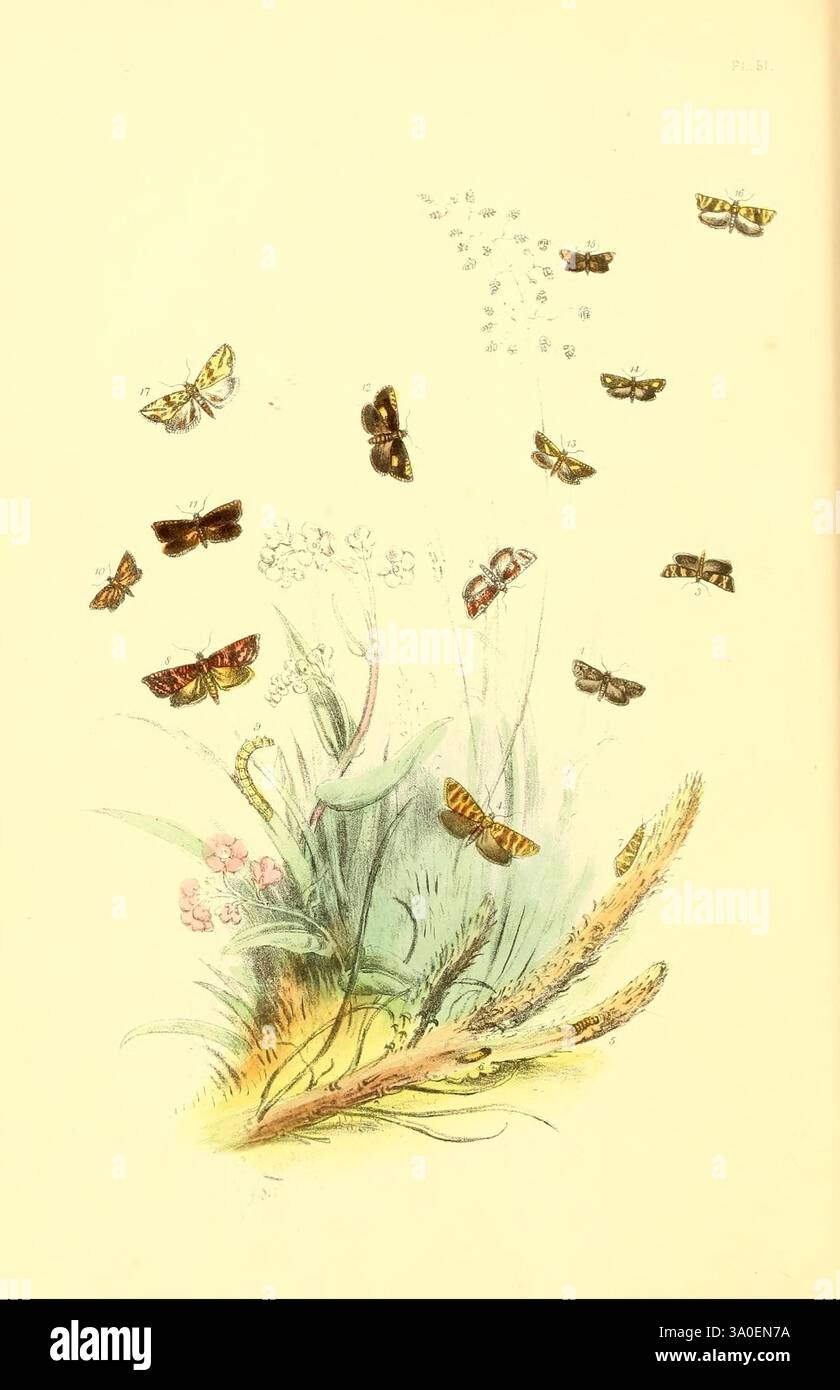 Moths gracefully flutters hi-res stock photography and images - Alamy