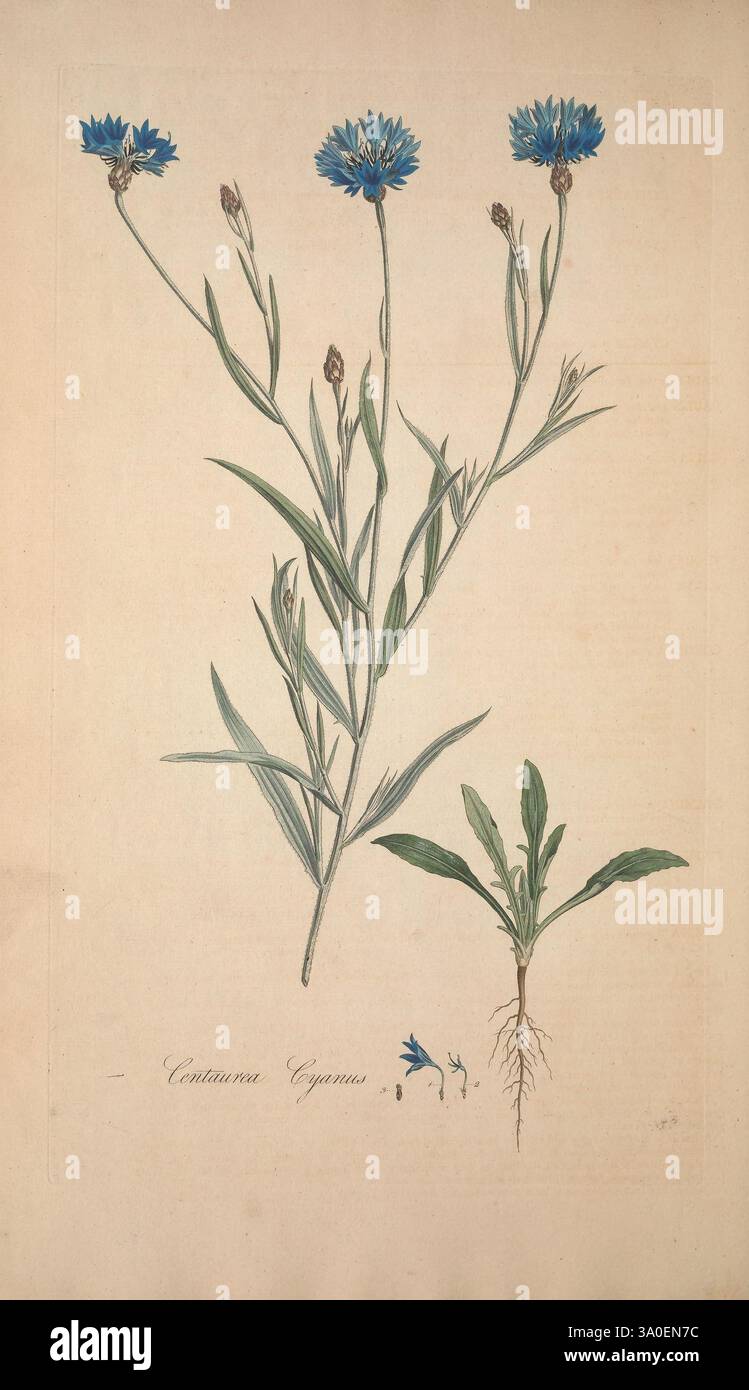Flora Londinensis, or Plates and descriptions of such plants as grow ...