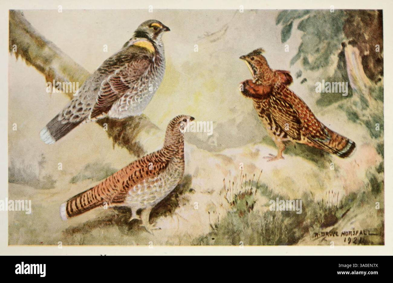 Mottled gray feathers displays hi-res stock photography and images - Alamy