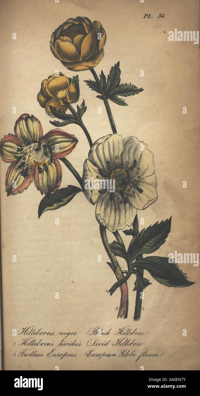 The illustrated botany New York J.K. Wellman 1846-1847 color colored ...