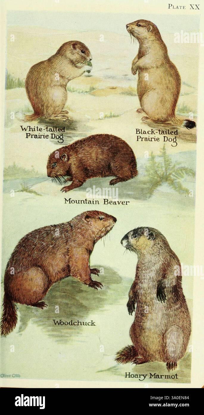 Depicted in upright stances hi-res stock photography and images - Alamy