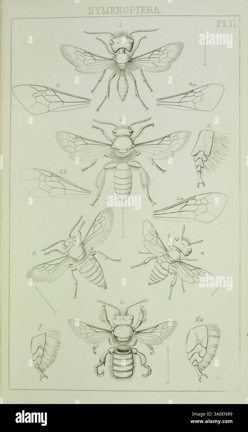 Catalogue of British Hymenoptera in the collection of the British ...