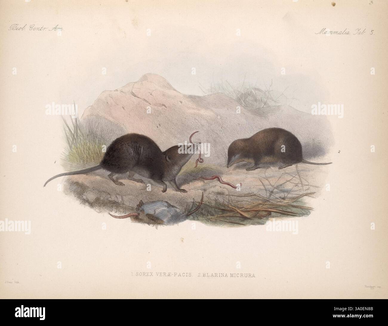 Tropical small eared shrew hi-res stock photography and images - Alamy