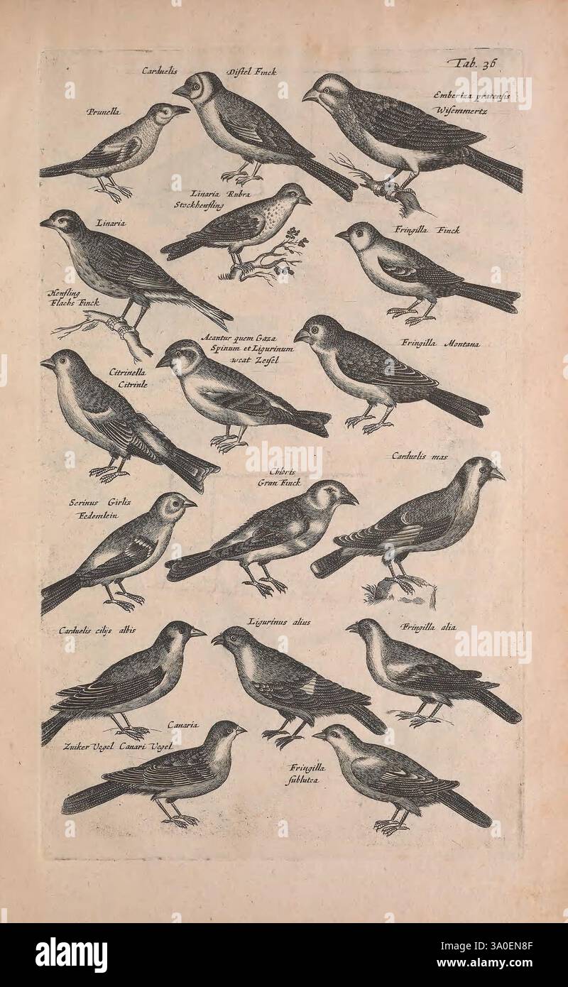 Multiple birds in different poses hi-res stock photography and images ...