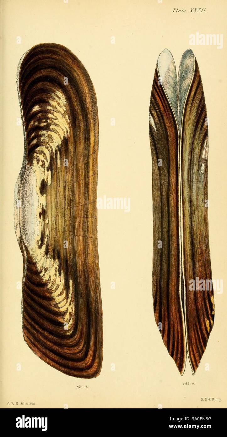 Initiamenta Conchologica, or Elements of Conchology, London, Printed ...