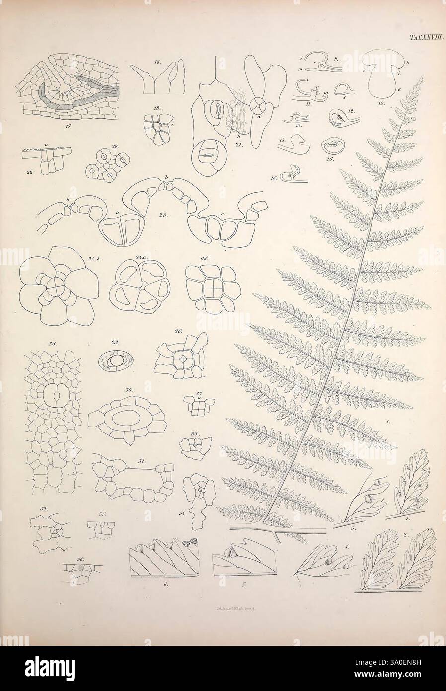 Different aspect of plant morphology hi-res stock photography and ...