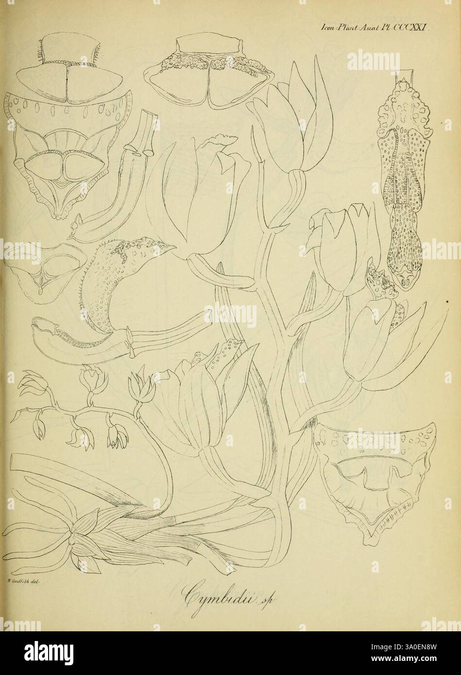 Multiple tulip shapes hi-res stock photography and images - Alamy