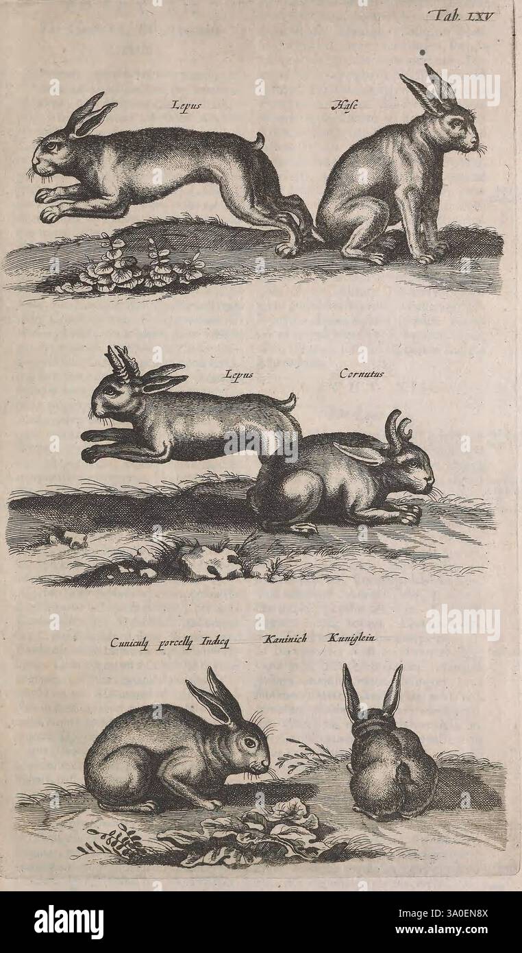 Portrayed in dynamic poses hi-res stock photography and images - Alamy