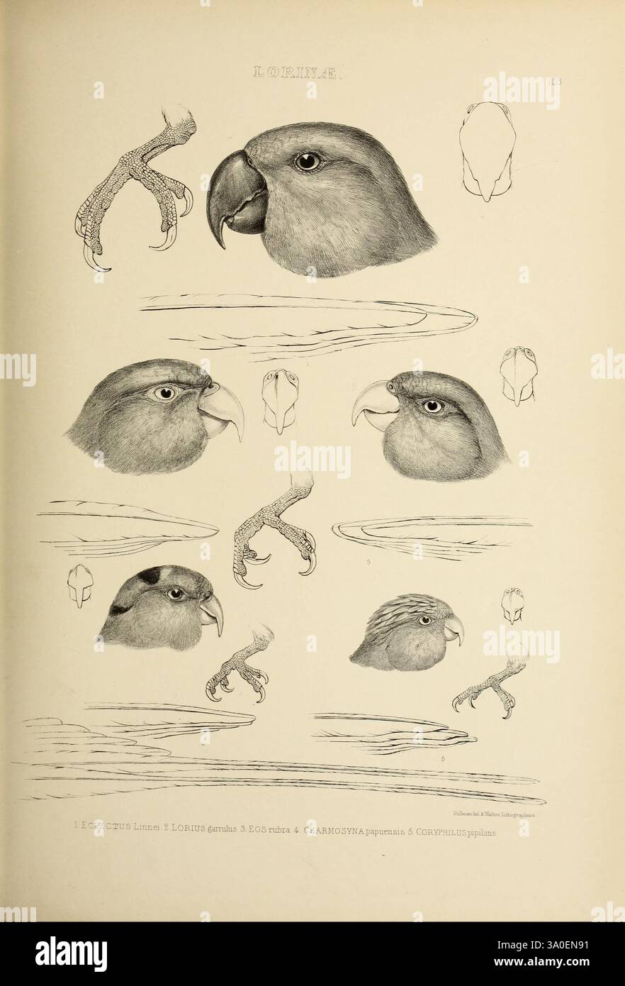 The, genera, of, birds, London, 1849, bird, birds, behavior ornithology ...