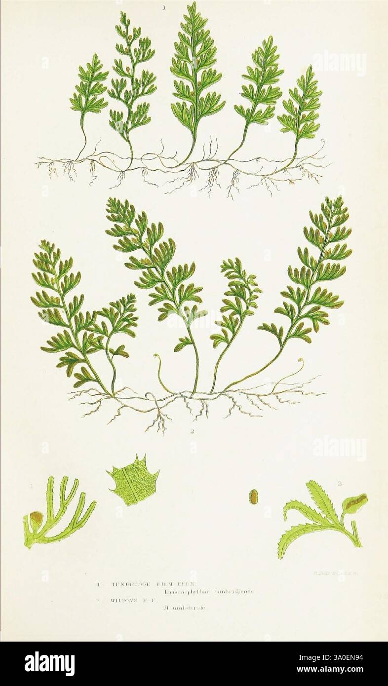 The ferns of Great Britain, and their allies the club-mosses ...