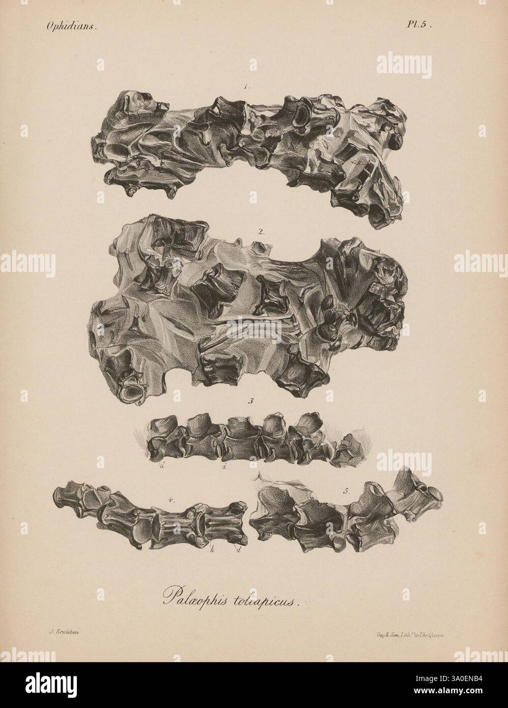 A history of British fossil reptiles, London, Cassell & Company Limited ...