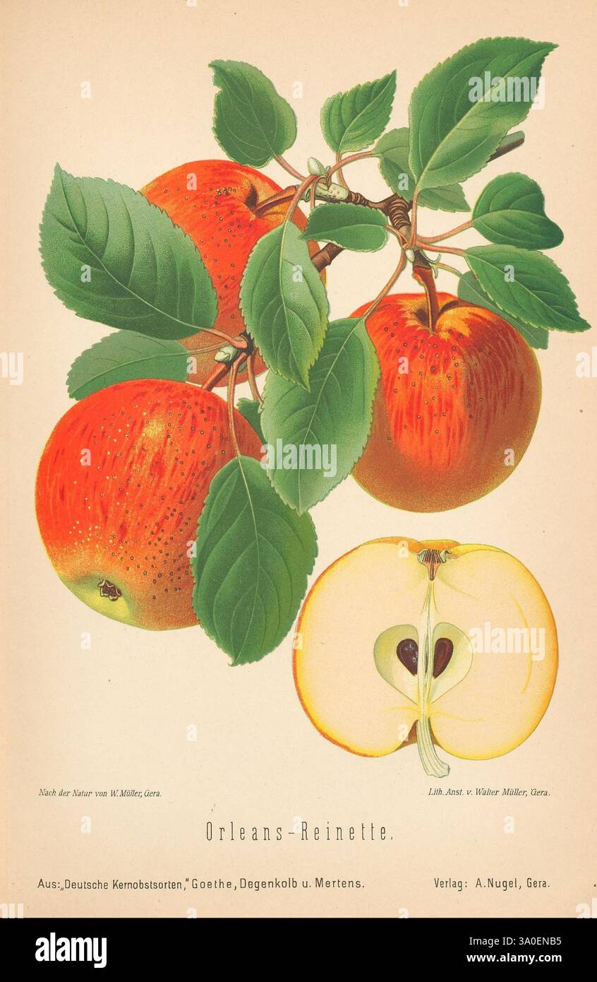Aepfel und Birnen, Berlin, Paul Parey, 1894, apples, Germany, pears ...