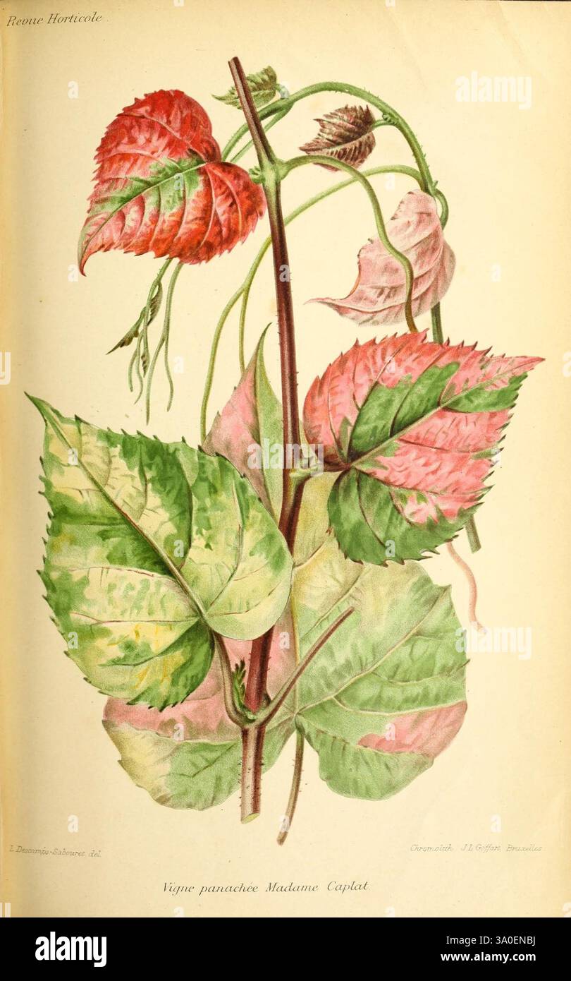 Vine patterns in vibrant pink hi-res stock photography and images - Alamy