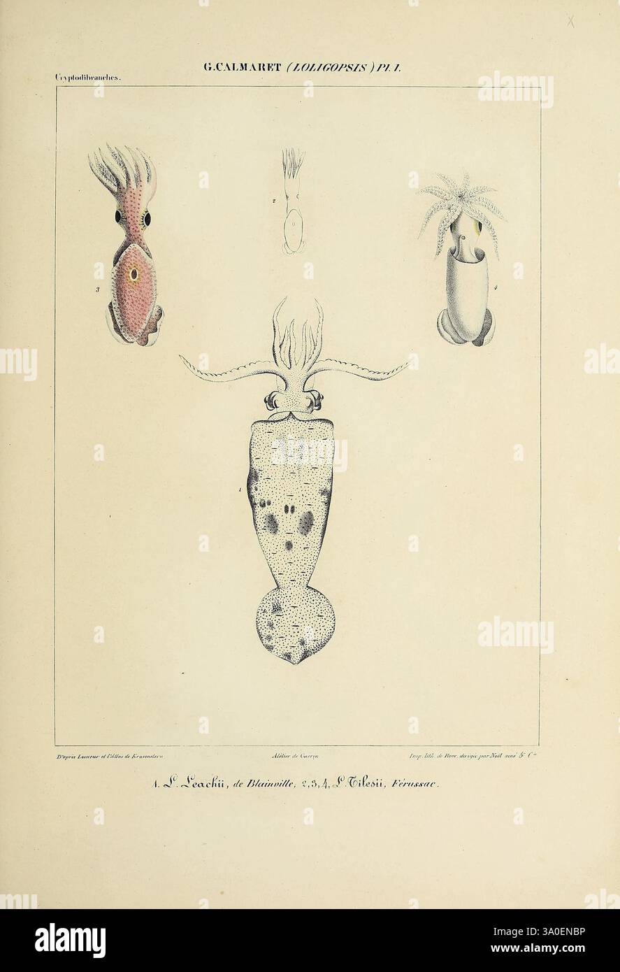 Several detailed depictions of cephalopods hi-res stock photography and ...