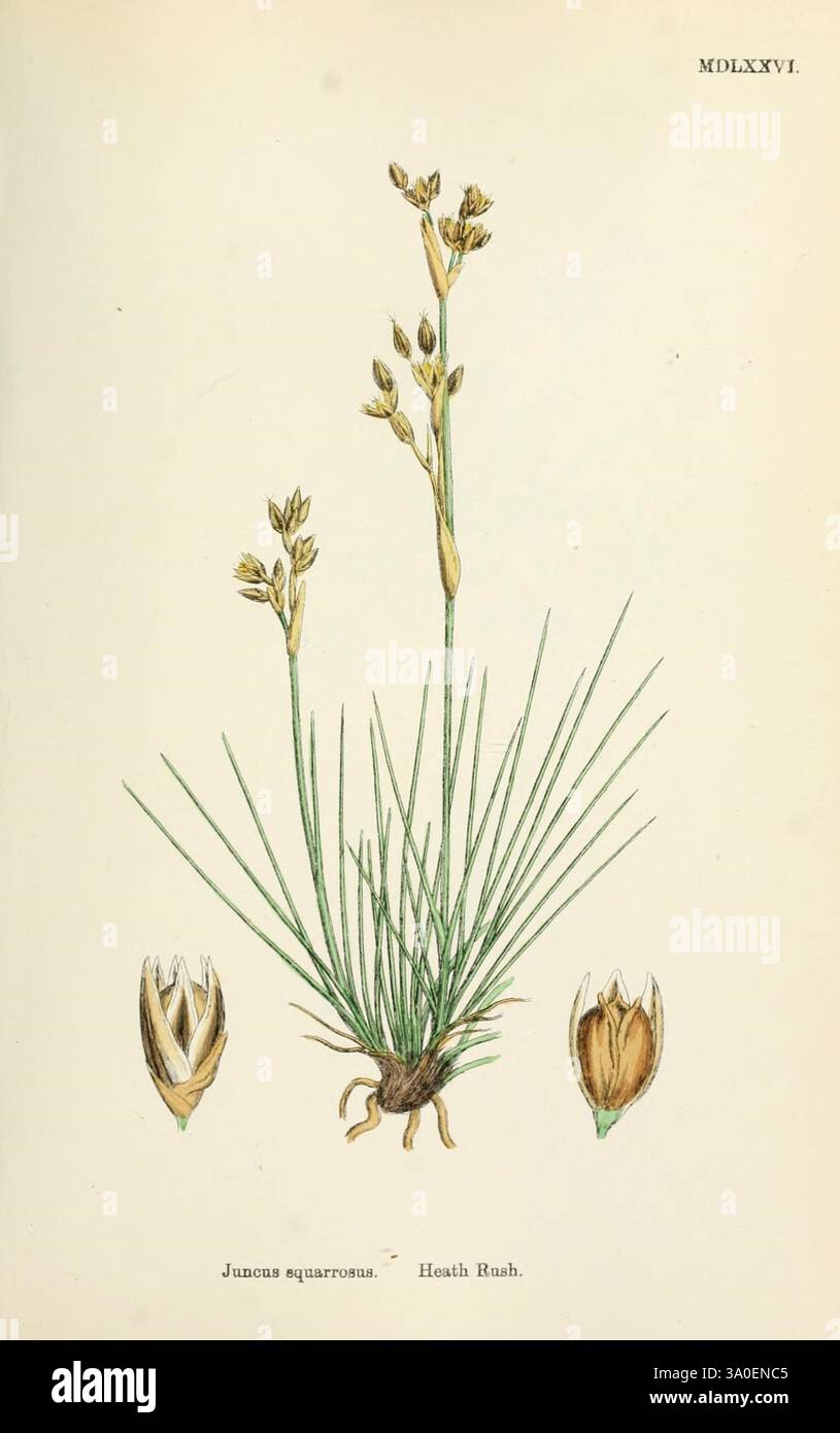 Square joint rush hi-res stock photography and images - Alamy