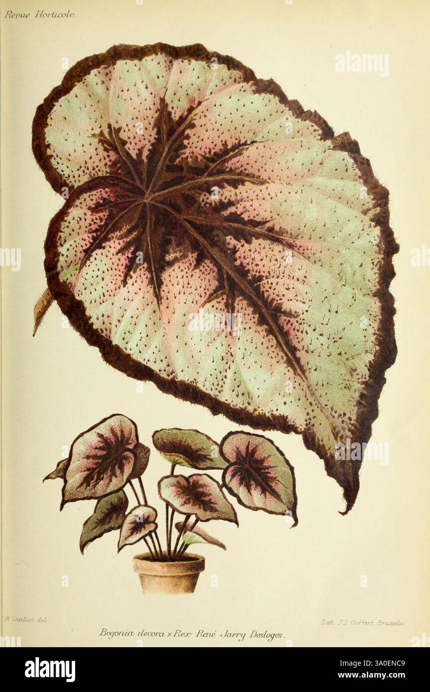 Begonia decora hi-res stock photography and images - Alamy