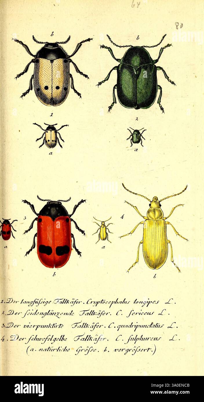 Striking red beetle captures attention hi-res stock photography and ...