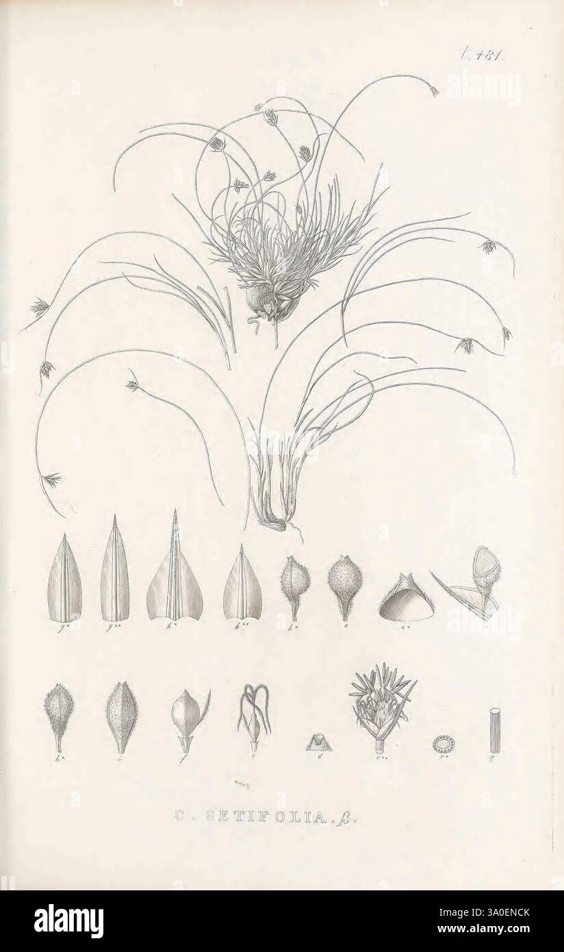 Illustrations of the genus Carex London William Pamplin 1858-1867 Carex ...