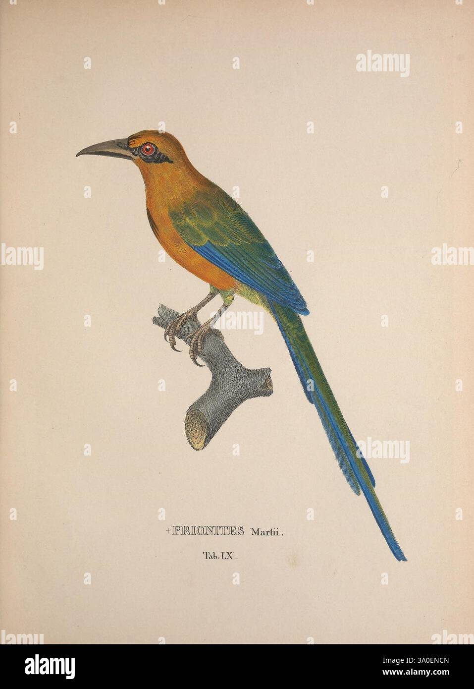 Avium species novae, quas in itinere annis MDCCCXVII-MDCCCXX per ...