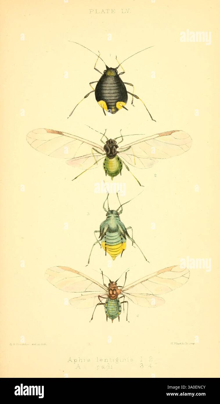 Classification of aphid species hi-res stock photography and images - Alamy