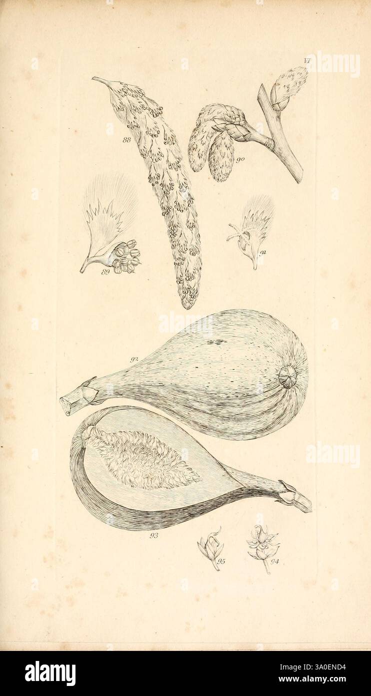 Two distinct seed pods hi-res stock photography and images - Alamy