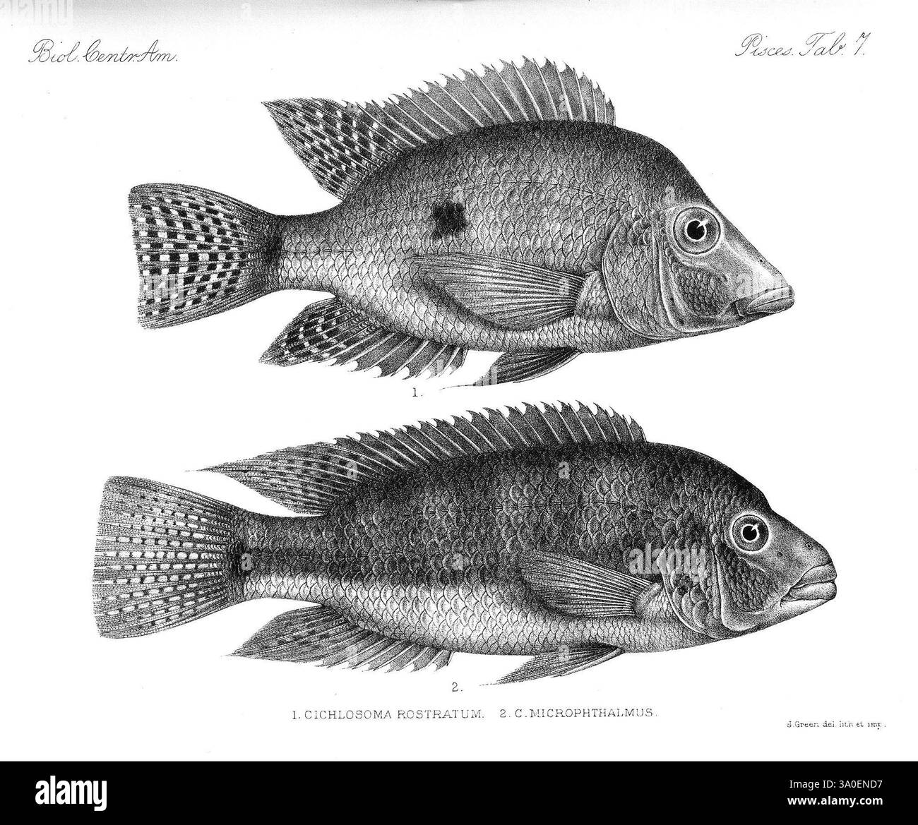Labeled scientific nomenclature Black and White Stock Photos & Images ...
