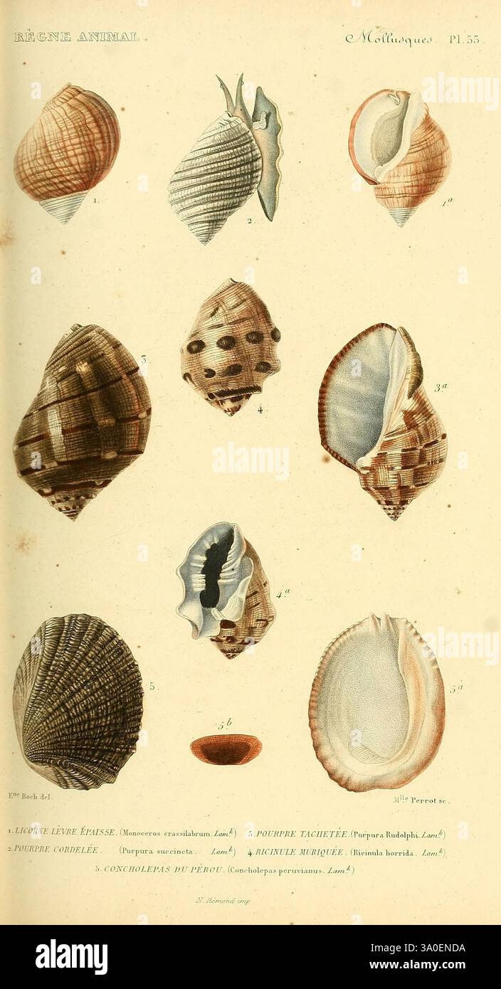 Les mollusques, Paris, 1836-1845, classification, mollusks, pictorial works, shells, sea life, A ...