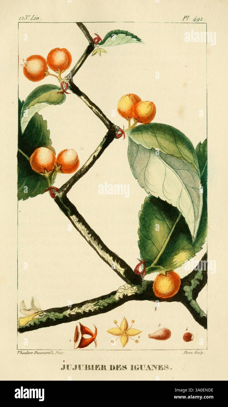 Prominent tree framing hi-res stock photography and images - Alamy