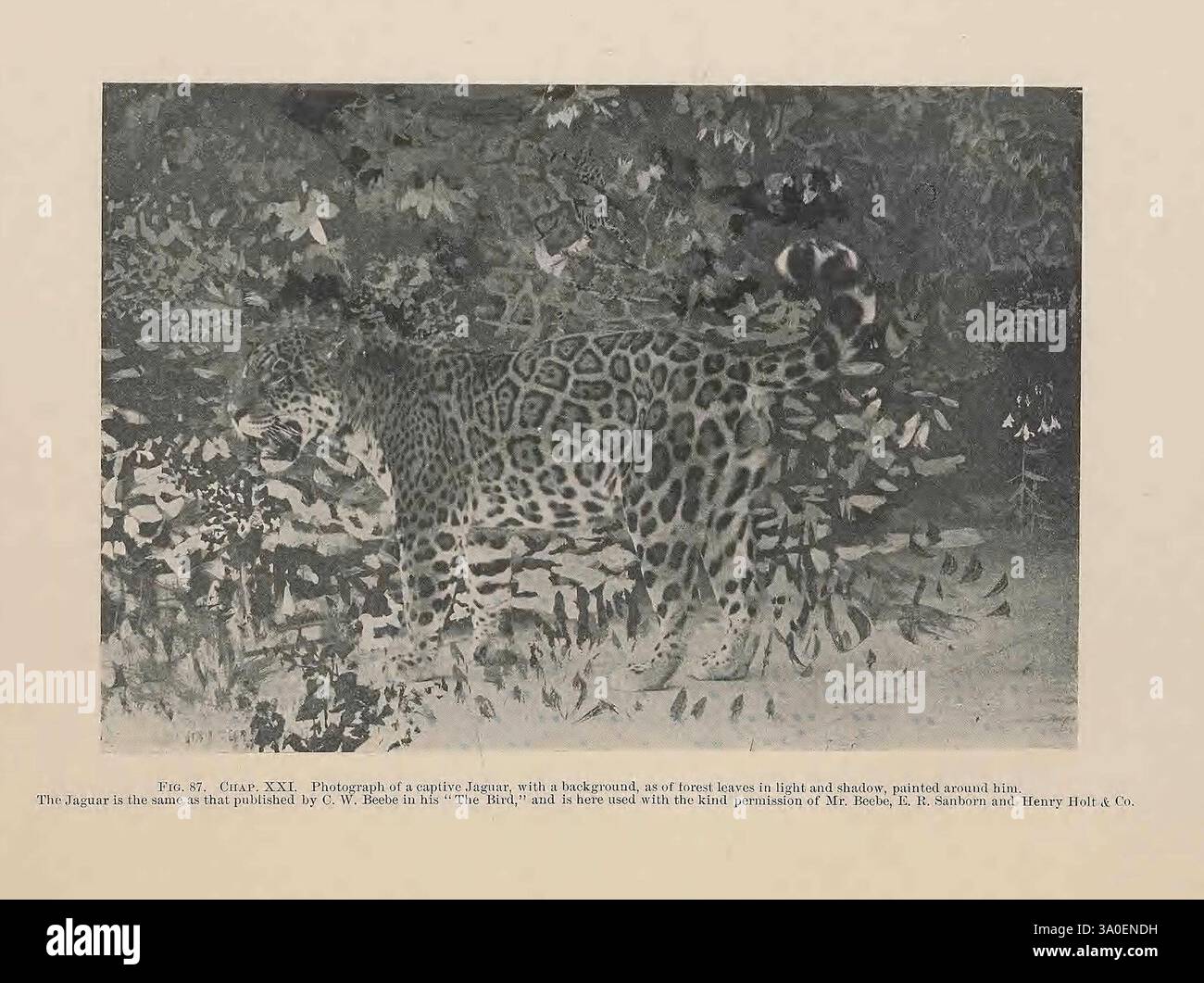 Excellent concealment hi-res stock photography and images - Alamy