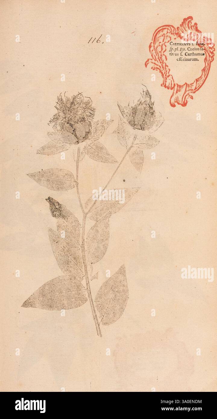 Flora Berolinensis, Berlin, Die Schule, 1757-1758, Carthamus tinctorius ...