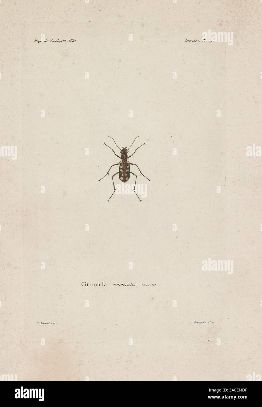 Illustrations of insects created for the Magasin de zoologie 1838-1842 ...