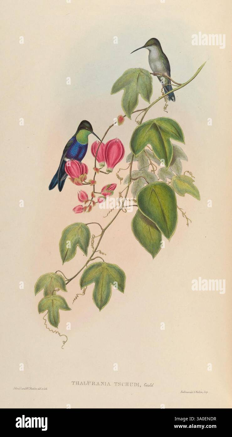 Vibrant display of leaves intertwines hi-res stock photography and ...