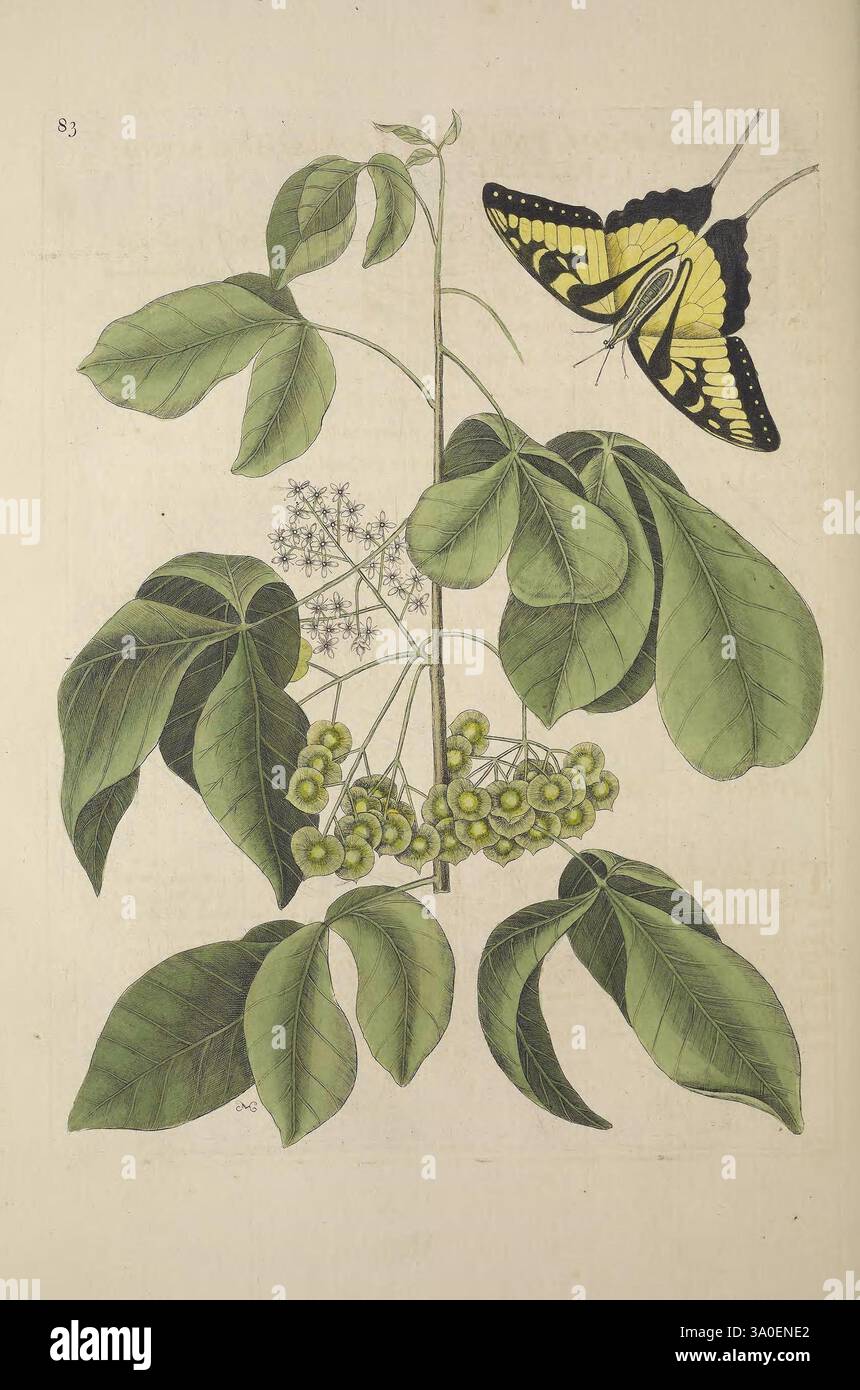 The natural history of Carolina, Florida and the Bahama Islands, London ...