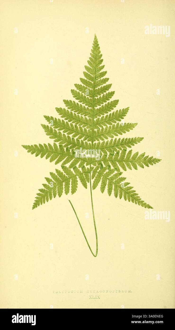 Polypodium hexagonopterum hi-res stock photography and images - Alamy