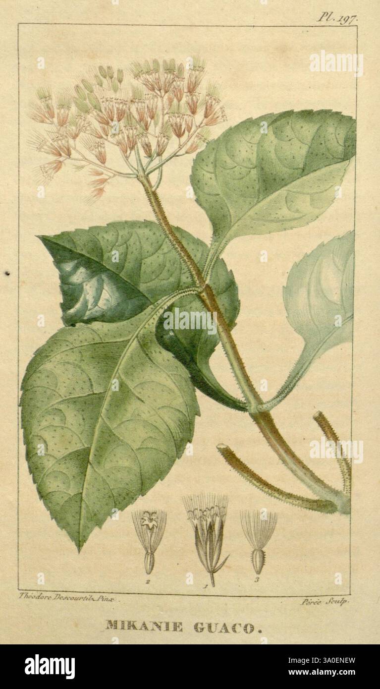 Mikanie guaco hi-res stock photography and images - Alamy