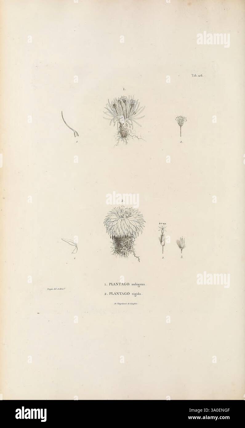 Specific plantago variety hi-res stock photography and images - Alamy