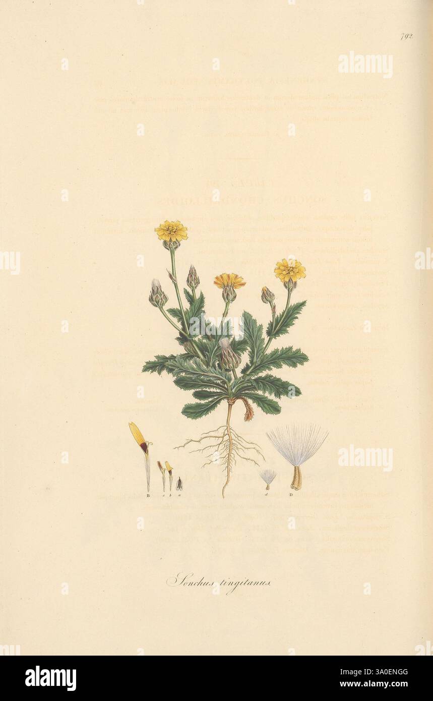 Flora Graeca, sive, Plantarum rariorum historia, quas in provinciis aut ...