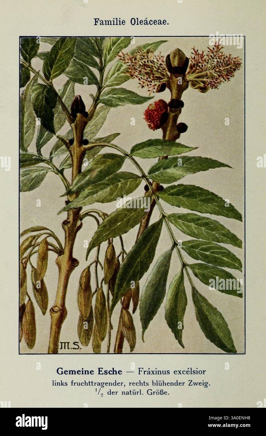 Trees fruiting phase hi-res stock photography and images - Alamy