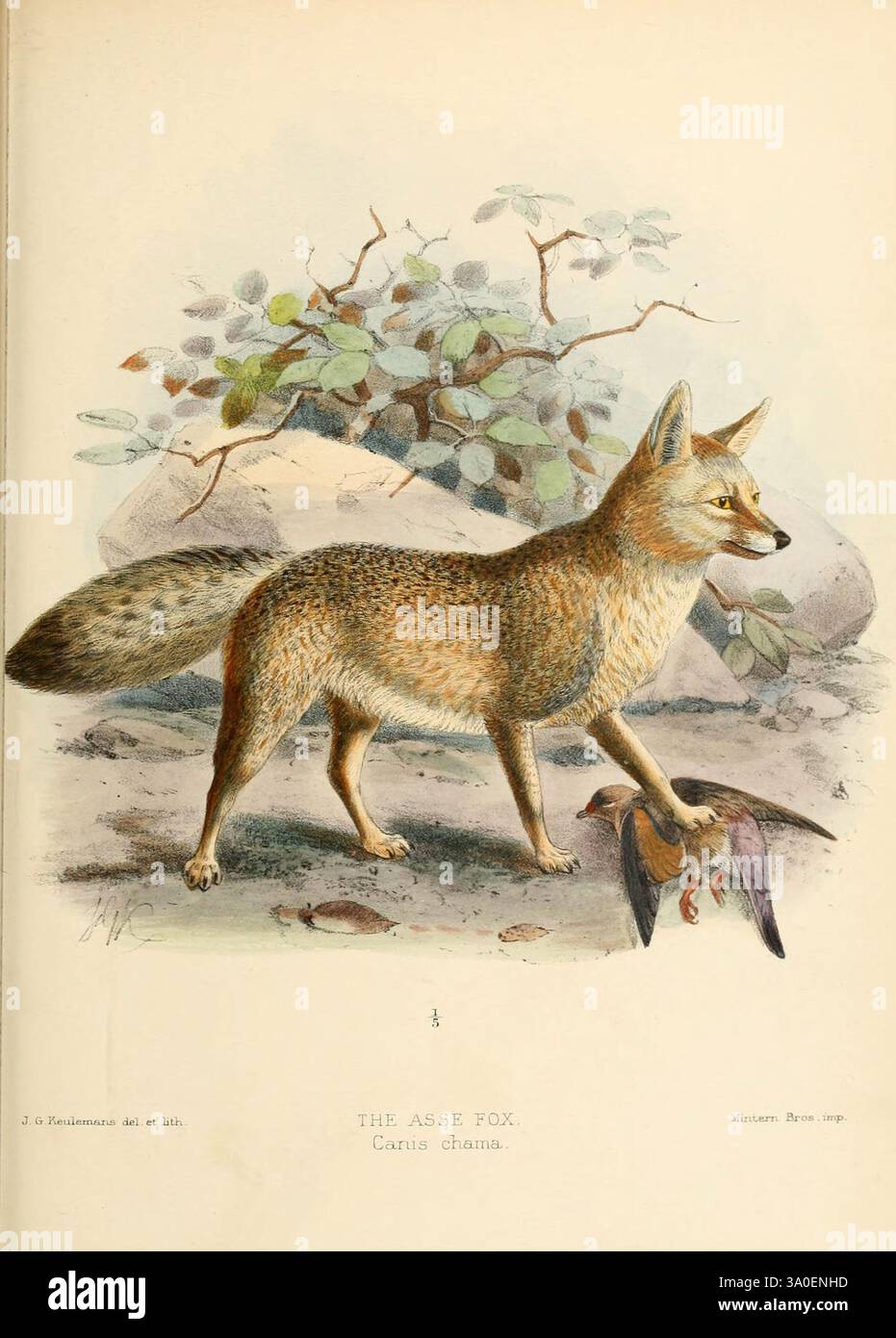 Dogs, jackals, wolves, and foxes London R.H. Porter 1890 Canidae ...