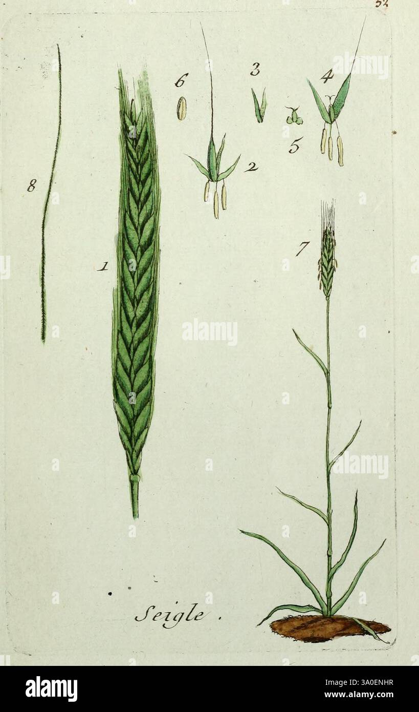 Flora Parisiensis v.1 Paris P.F. Didot 1776-1783 plants plant Paris ...