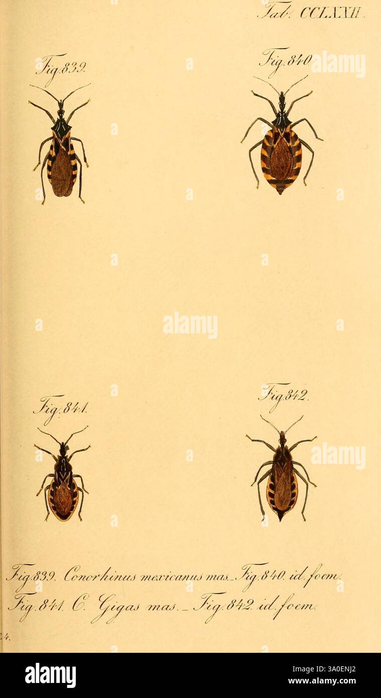 Broader family of insects hi-res stock photography and images - Alamy