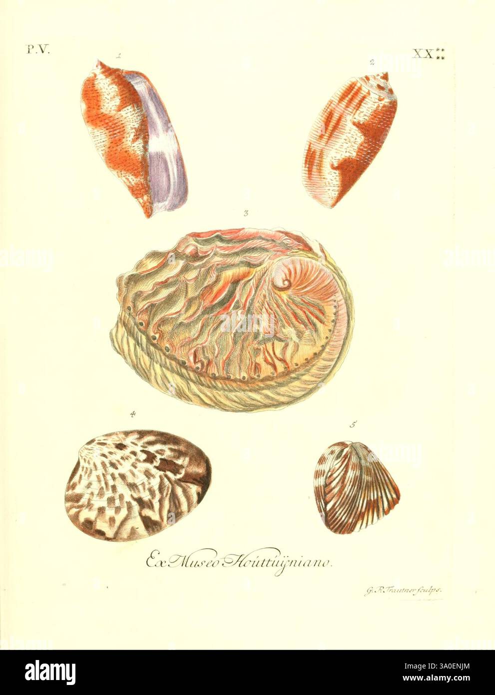 Series of beautifully detailed shells hi-res stock photography and ...