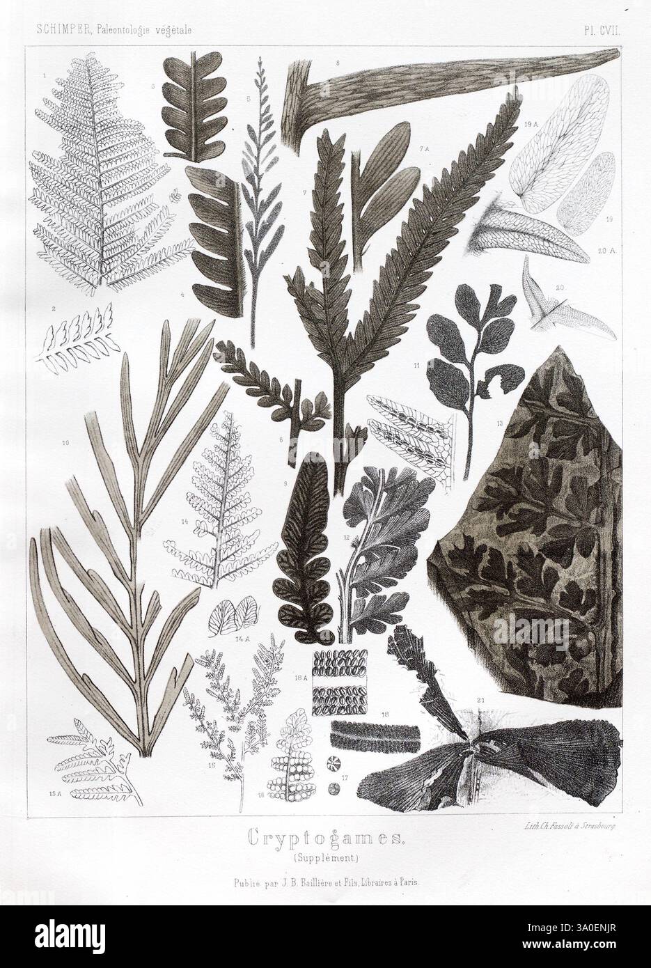 Intricate arrangement of various plant species hi-res stock photography ...