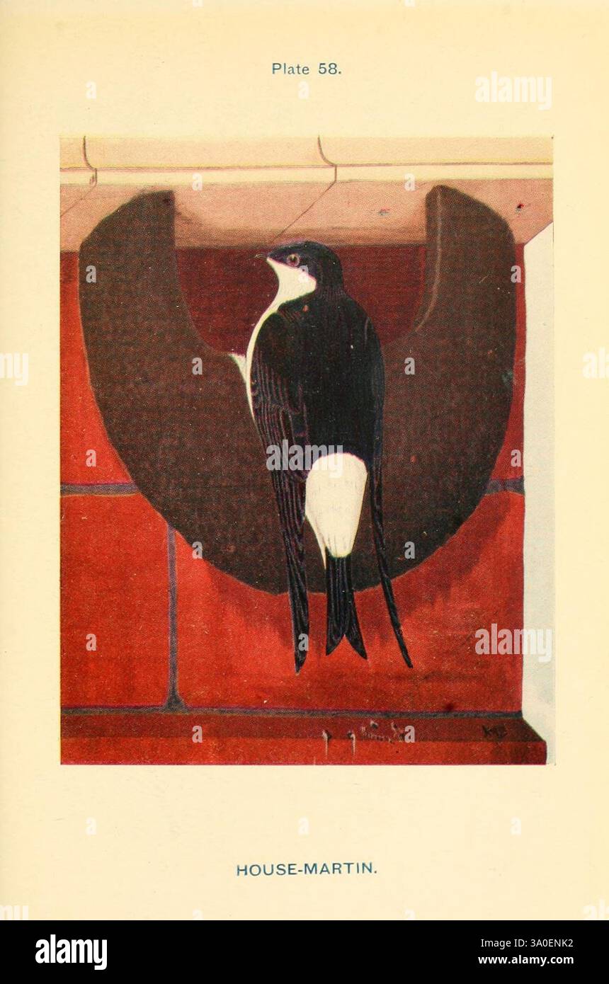 British birds & their eggs, London, W. & R. Chambers, 1909, birds ...