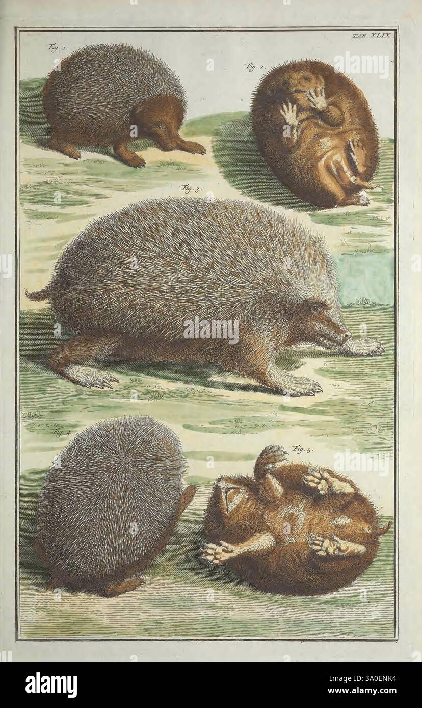 Various species of hedgehogs in different positions hi-res stock ...
