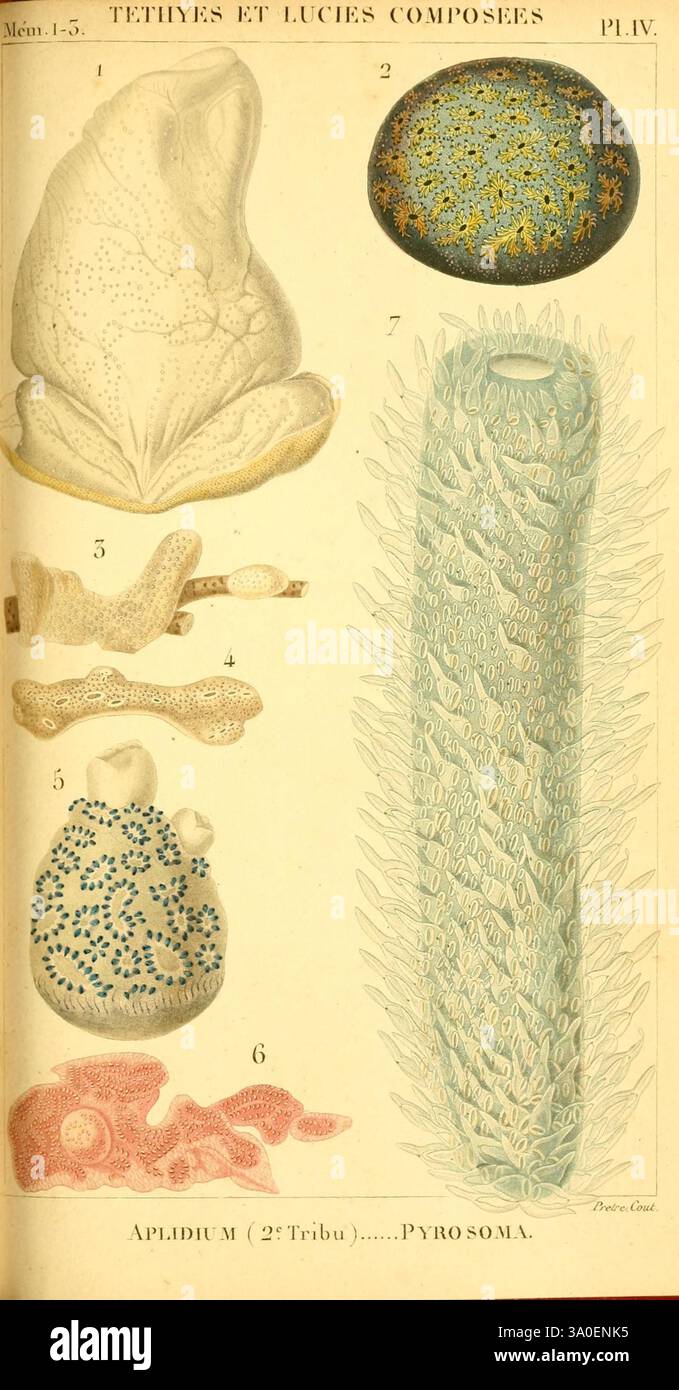 Species of pyrosoma hi-res stock photography and images - Alamy