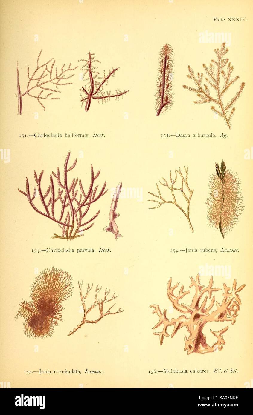 British, seaweeds, London, Bell and Daldy, 1872, algae, Great Britain, marine, algae, The ...