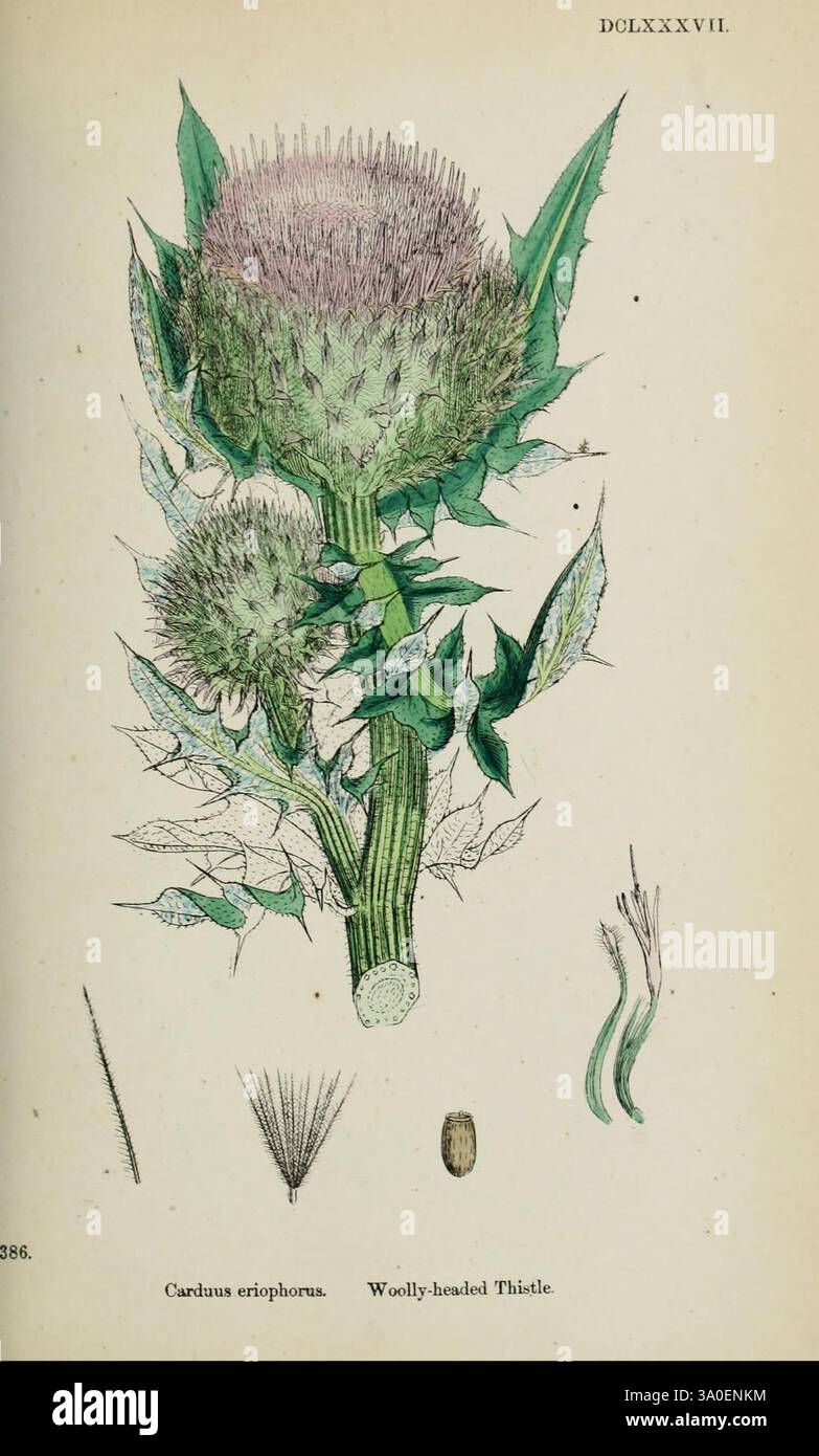 Annotated studies of various plant parts hi-res stock photography and ...