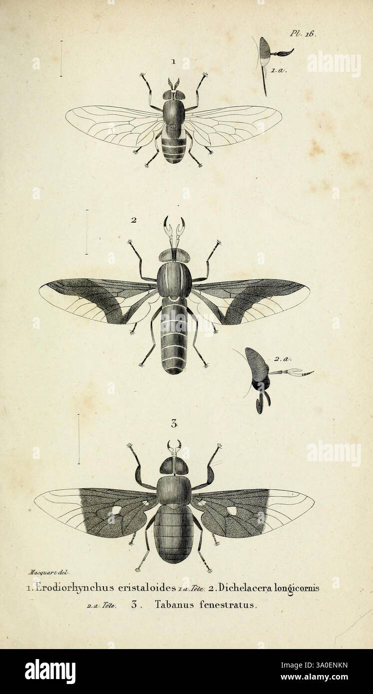 Tabanus fenestratus hi-res stock photography and images - Alamy