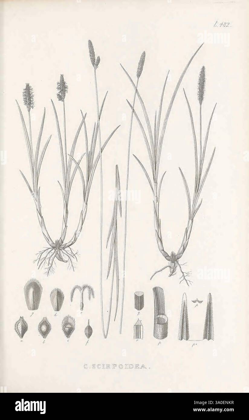 Illustrations of the genus Carex London William Pamplin 1858-1867 Carex ...